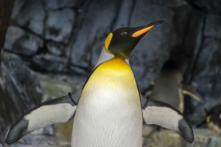 Leg Bones of Human-Sized Penguin Discovered in New Zealand, Researchers ...